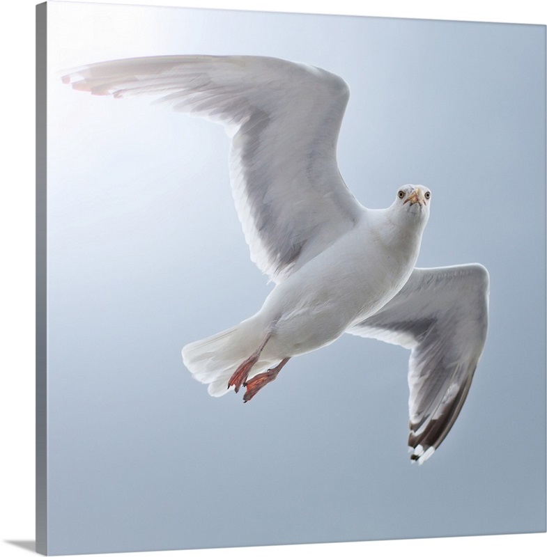 Seagull looks straight into camera from sky. | Great Big Canvas