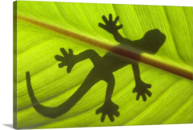 Shadow of a gecko on a leaf | Great Big Canvas