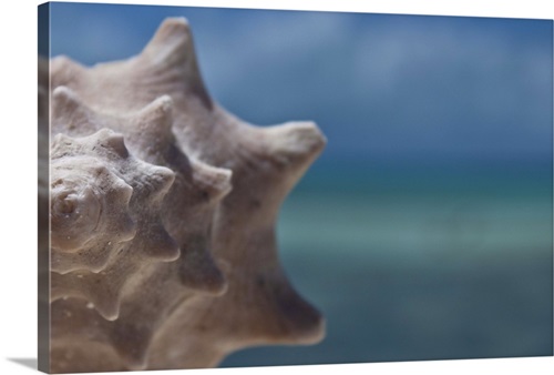 Shell | Great Big Canvas