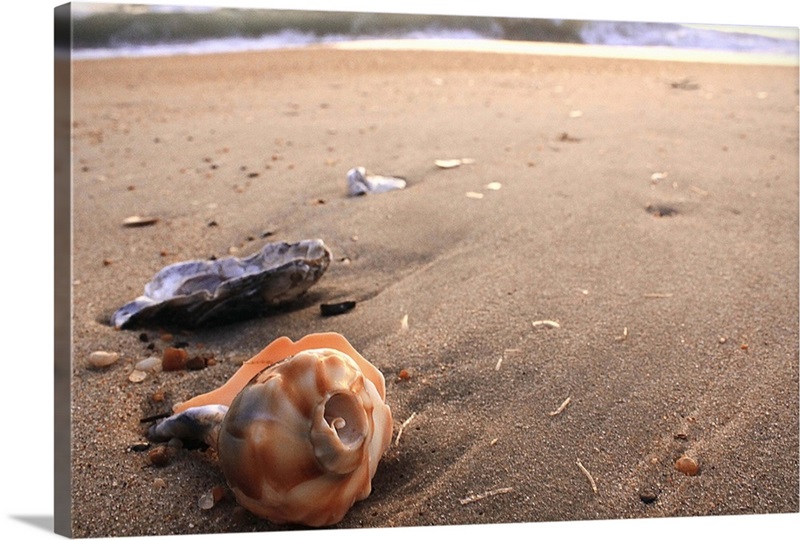 Shells on the ocean shore, Nags Head, North Carolina | Great Big Canvas