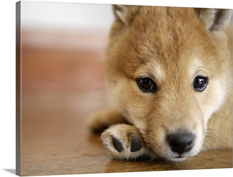 Shiba-ken | Great Big Canvas