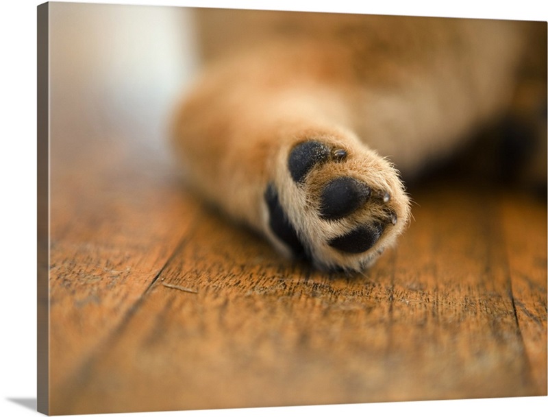Shiba-ken foot pad (the most common dog in Japan) | Great Big Canvas