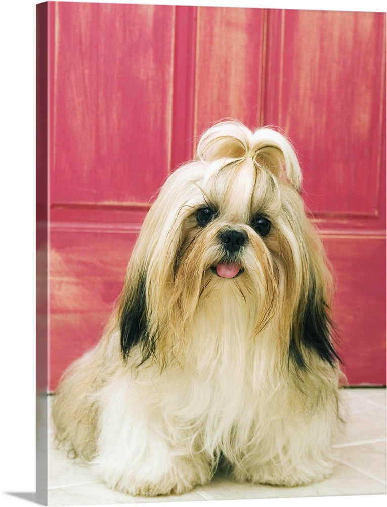 Shih-tzu dog Wall Art, Canvas Prints, Framed Prints, Wall Peels | Great ...