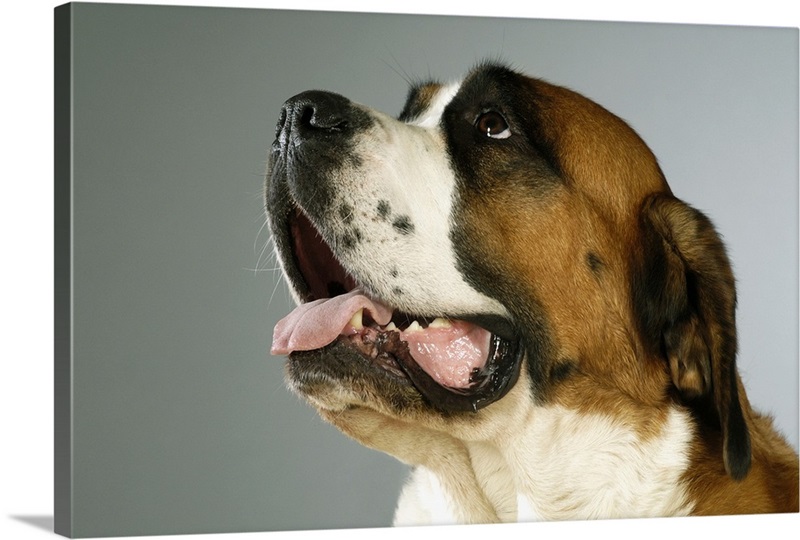Side profile of a St. Bernard dog looking up | Great Big Canvas