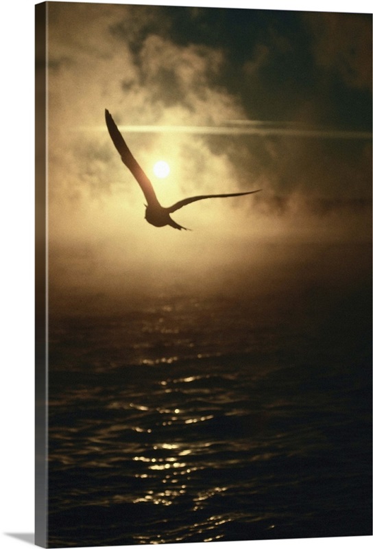 Silhouette of seagull flying at sunset | Great Big Canvas