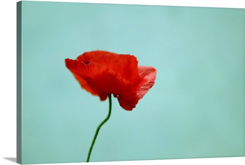 Simple red poppy against turquoise blue background. | Great Big Canvas