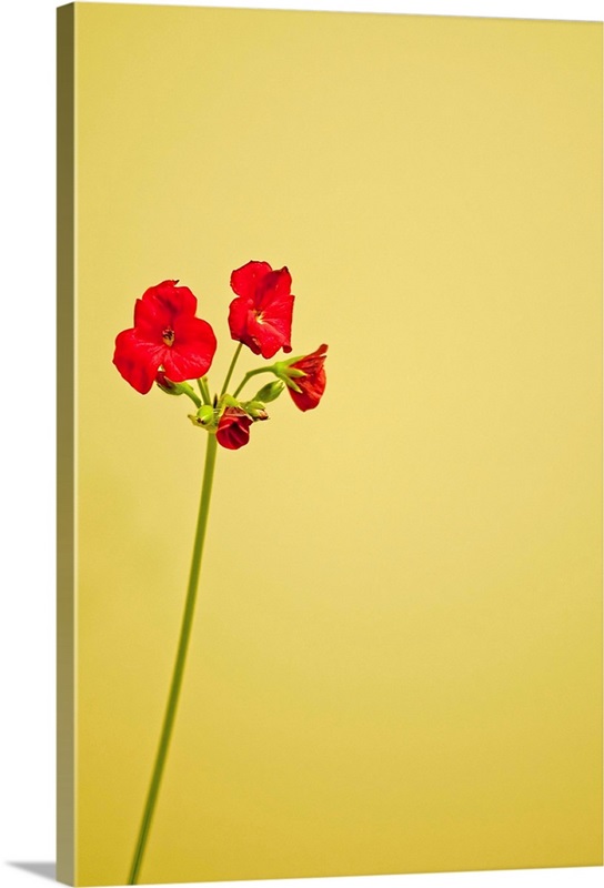 Single geranium flowers on yellow background. | Great Big Canvas
