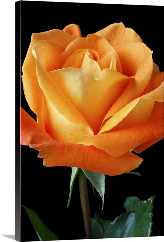 Single orange rose | Great Big Canvas