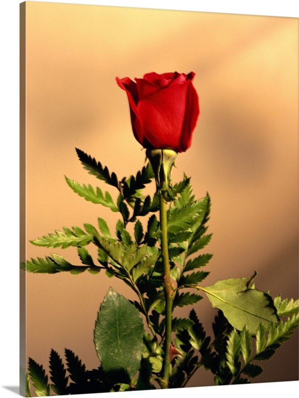 Single Rose | Great Big Canvas