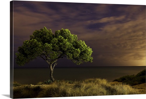 Single tree at night with omnious sky, Spain. | Great Big Canvas