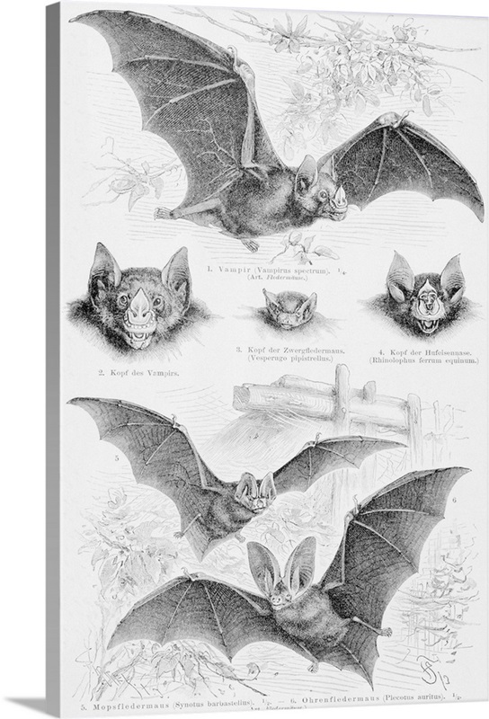 Six Types of Bats | Great Big Canvas