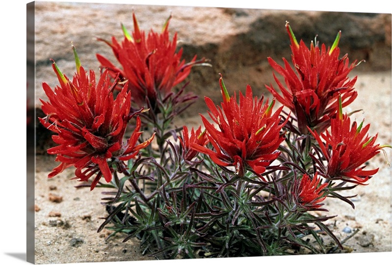 Slickrock Paintbrush, Zion National Park, Utah | Great Big Canvas