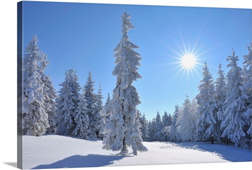 Snow covered Conifer Trees | Great Big Canvas