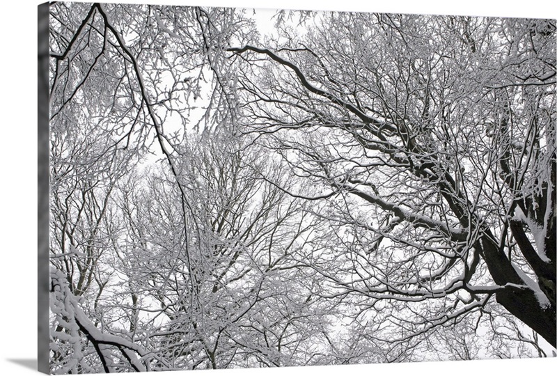 Snow covered treetops. | Great Big Canvas