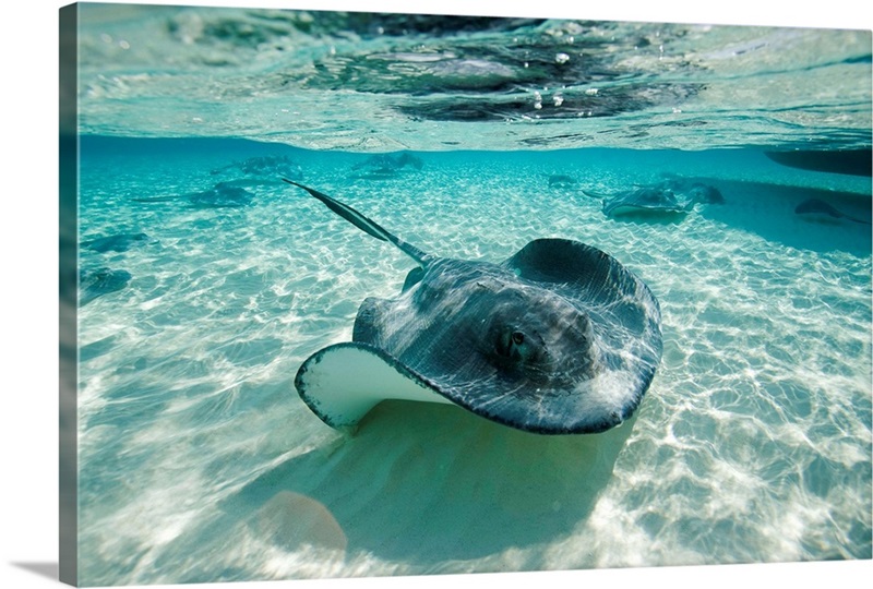 Southern Stingrays Swimming At Stingray City | Great Big Canvas