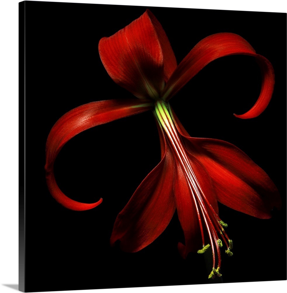 Special red lily on black background. Wall Art, Canvas Prints, Framed ...