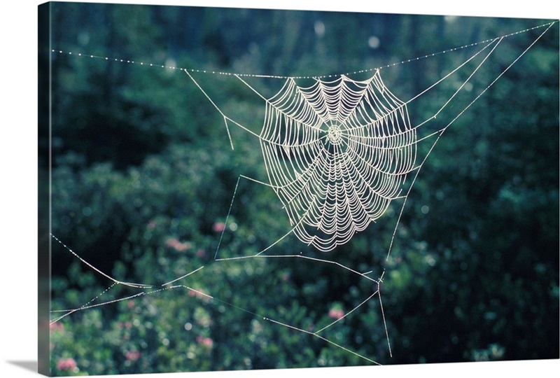 Spider web | Great Big Canvas