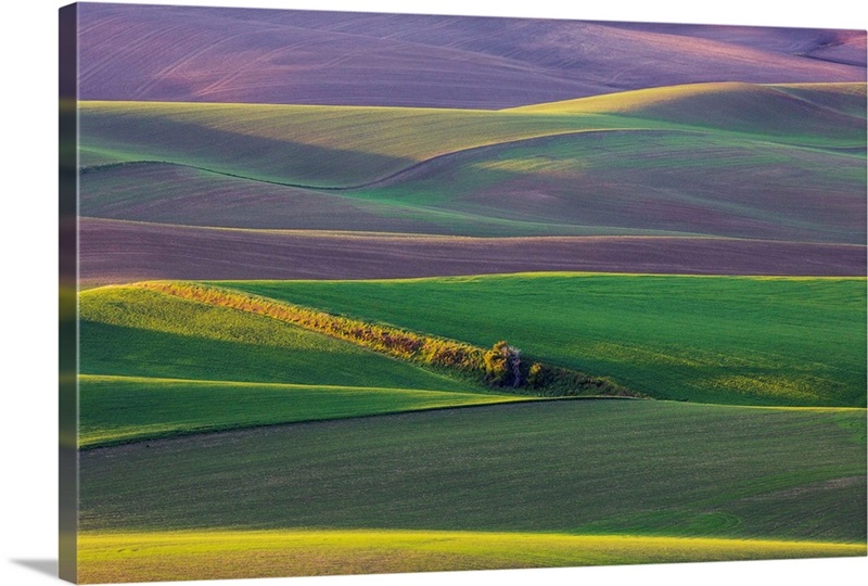 Spring Rolling Hills of Wheat and Fallow Fields, Palouse | Great Big Canvas