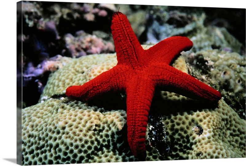 Star Fish -- Red Sea | Great Big Canvas
