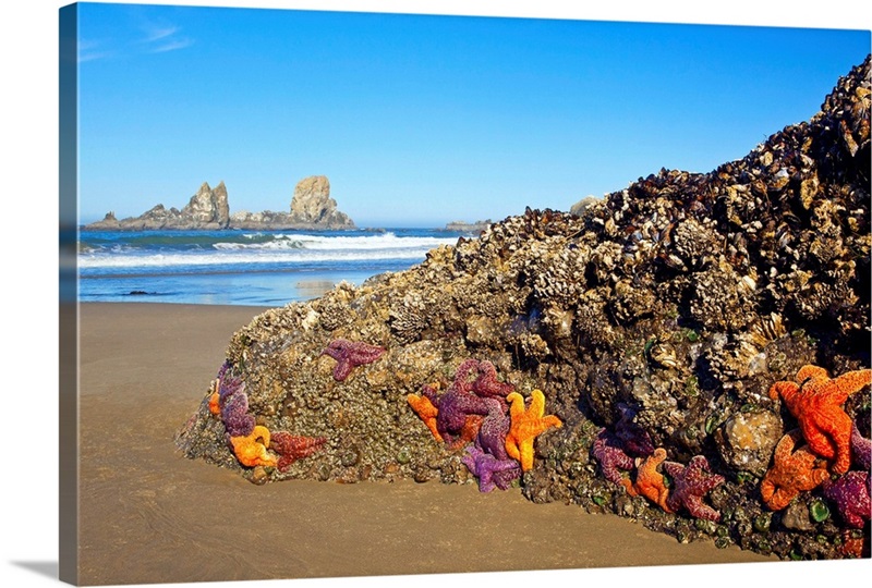 Starfish And Rock Formations Along Indian Beach, Oregon Coast | Great ...
