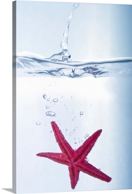 Starfish dropped in clear water with bubbles. | Great Big Canvas