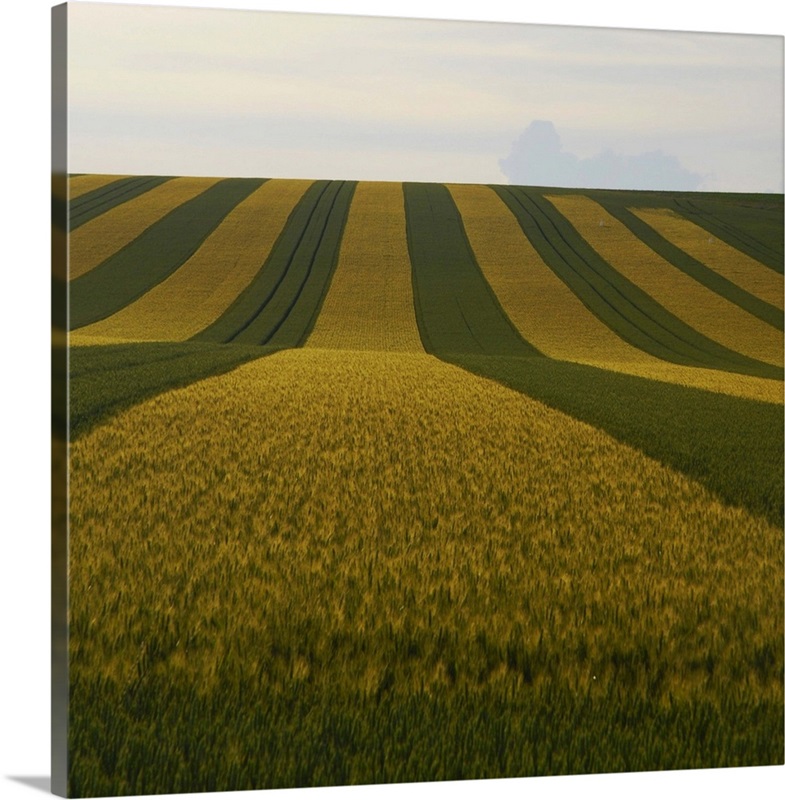Striped field | Great Big Canvas