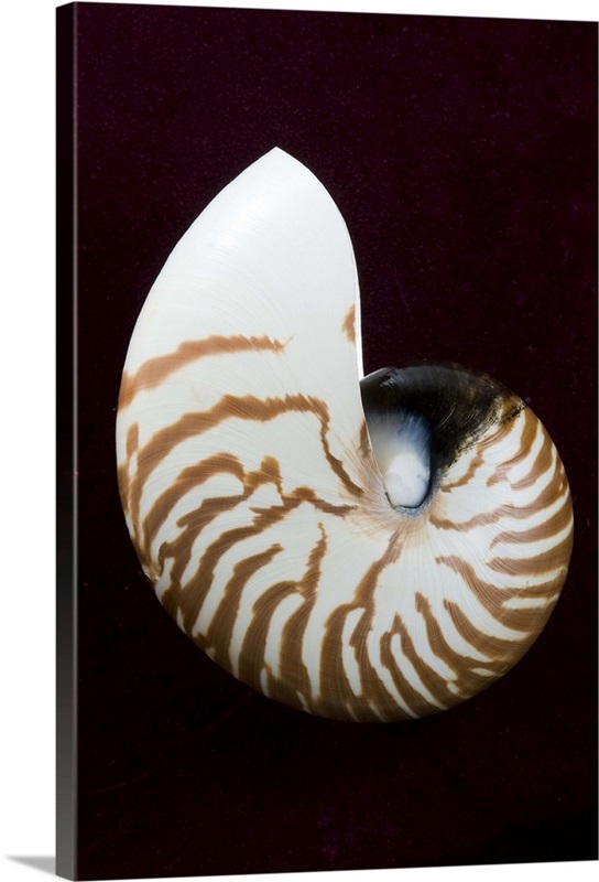 Studio shot of a tiger nautilus seashell on black background. | Great ...