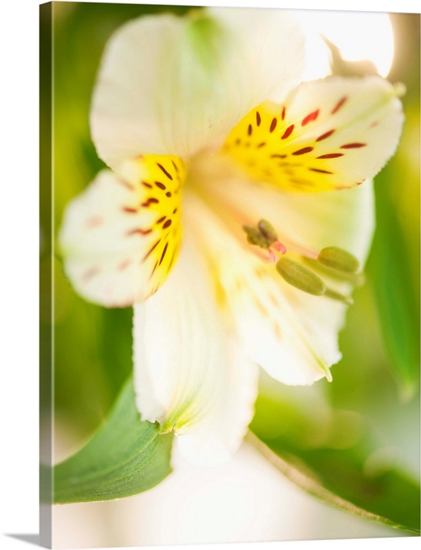 Studio shot of white Alstroe Meria | Great Big Canvas