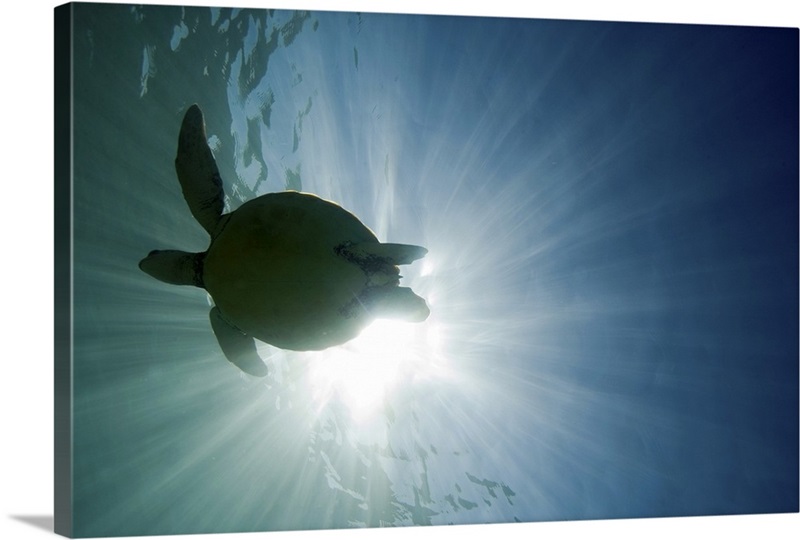 Sunburst sea turtle blue green serene Maui, Hawaii. | Great Big Canvas