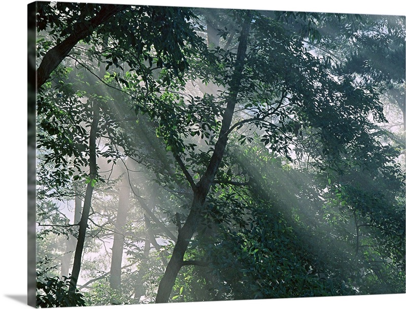Sunlight Streaming Through the Leaves of Trees | Great Big Canvas