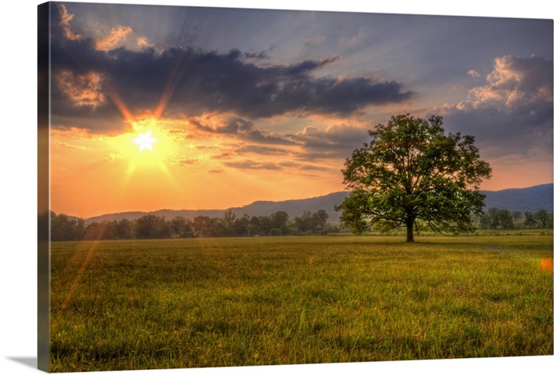 Sunset behind lone tree in field, Great Smoky Mountains National Park ...