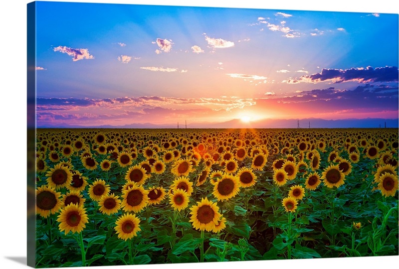 Sunset from sunflower field on eastern plains of Colorado, near Denver ...