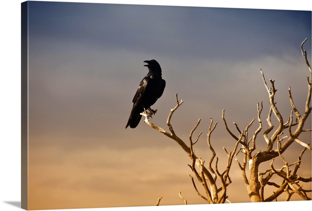 Sunset of a raven perched on a barren tree branch in the Grand Canyon ...