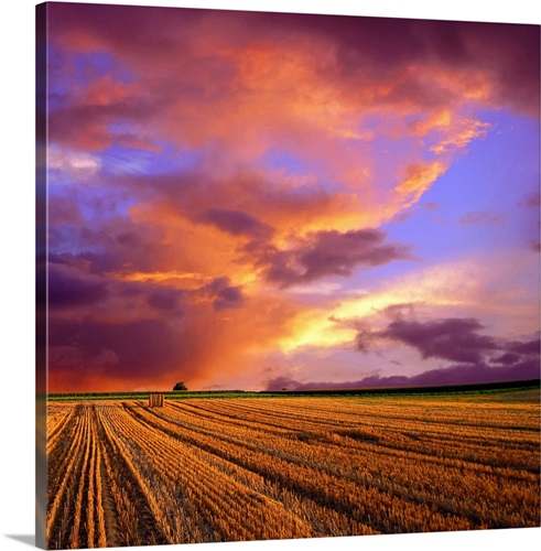 Sunset on recently cut field. | Great Big Canvas