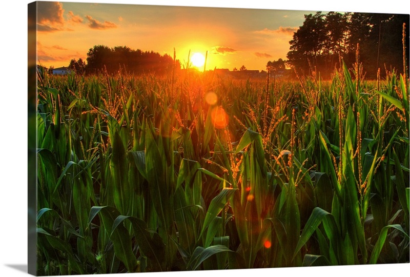 Sunset over late summer harvest of corn. | Great Big Canvas