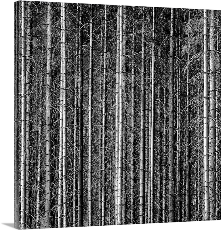 Tall tree trunk in old forest. | Great Big Canvas