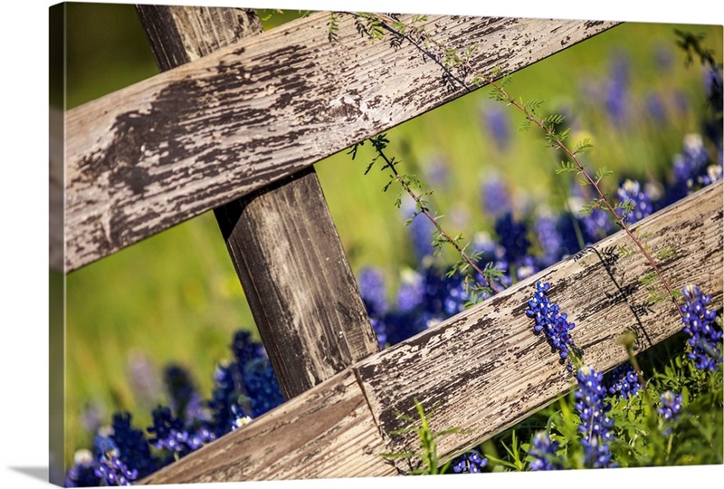 Texas Bluebonnets Around A Country Fence | Great Big Canvas