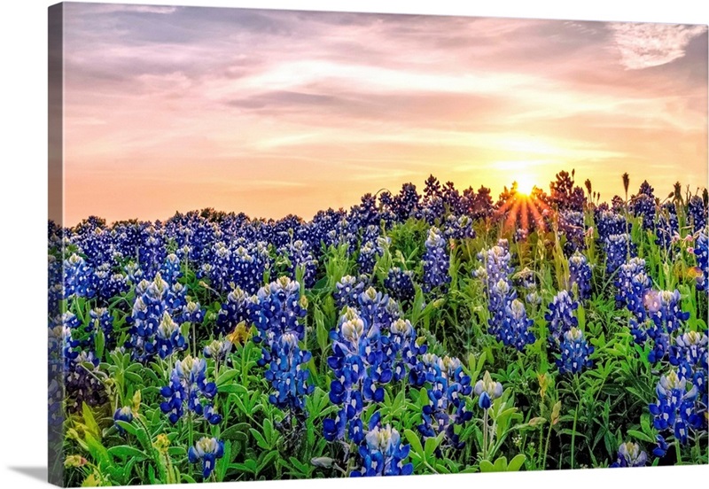 Texas Bluebonnets At Sunset | Great Big Canvas