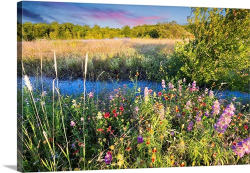 Texas Wildflowers At Sunrise | Great Big Canvas