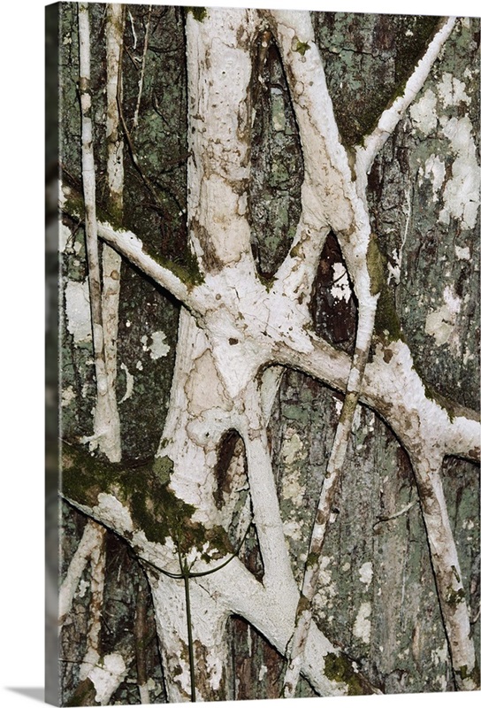 Texture and pattern of strangler fig roots on tree trunk | Great Big Canvas