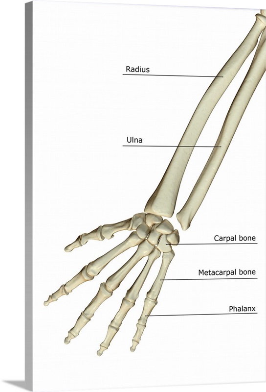 The bones of the forearm | Great Big Canvas