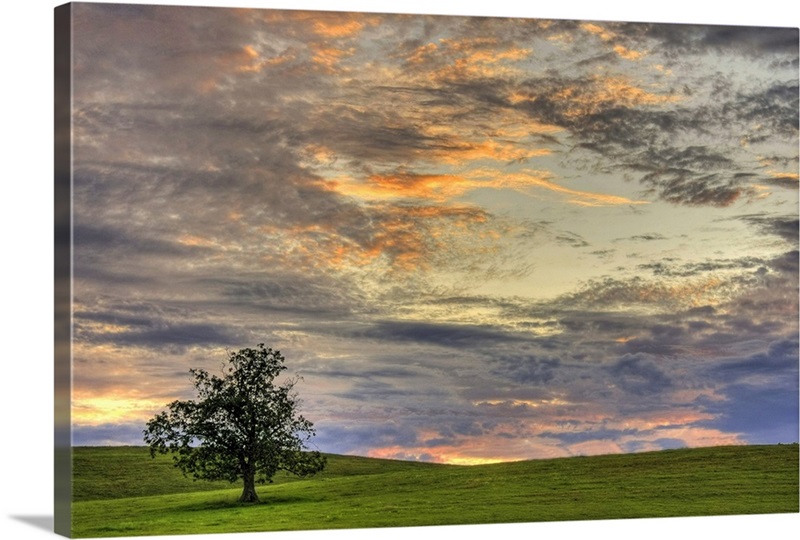 The lone field tree in a rural field during a beautiful summer sunset ...