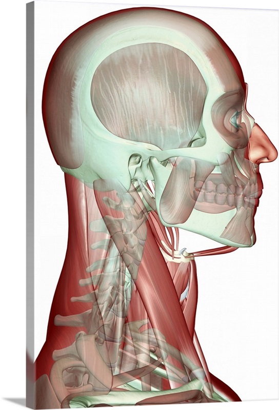 The musculoskeleton of the head, neck and face | Great Big Canvas