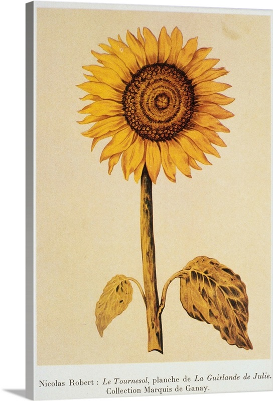 The Sunflower By Nicolas Robert | Great Big Canvas
