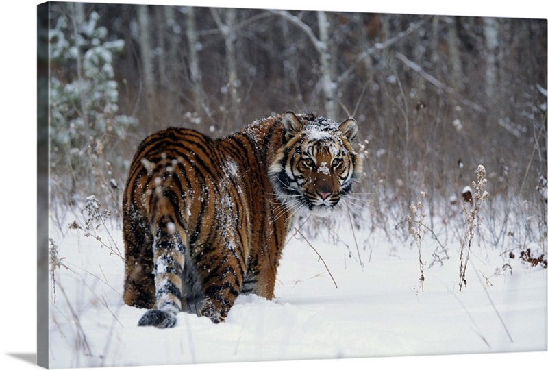 Tiger standing in deep snow | Great Big Canvas