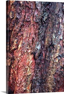 Tree bark Wall Art, Canvas Prints, Framed Prints, Wall Peels | Great ...