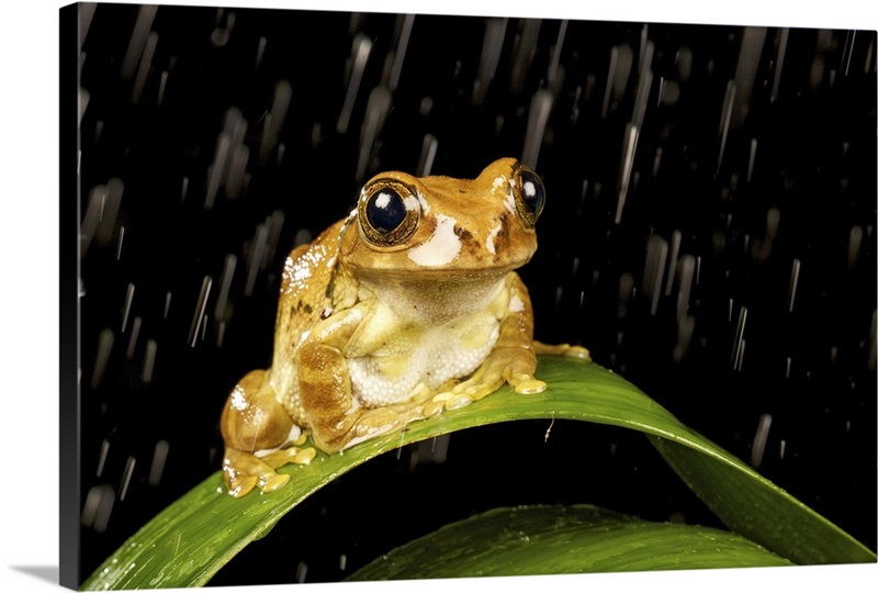 Tree frog on plant at night in rain. | Great Big Canvas