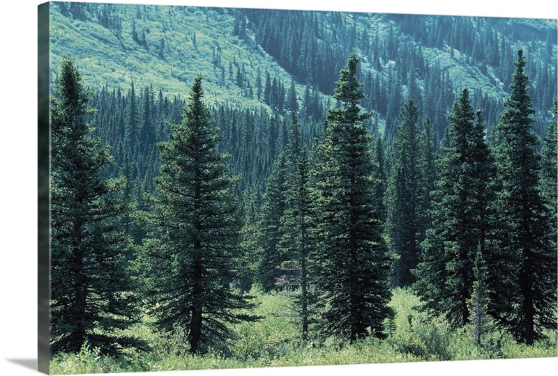 Trees in Glacier National Park, Montana | Great Big Canvas