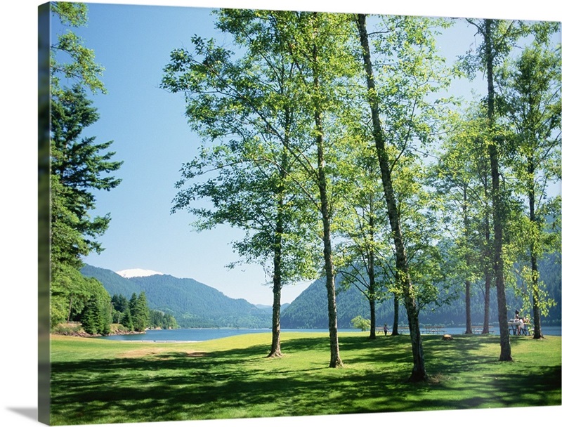 Trees, Seattle, Washington State. | Great Big Canvas