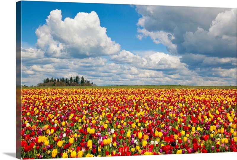 Tulip Fields, Wooden Shoe Tulip Farm, Woodburn Oregon | Great Big Canvas